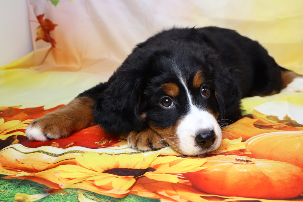 Candy - Blue Diamond Family Pups