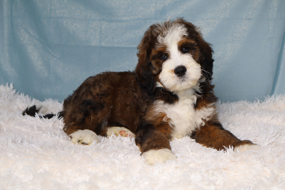 Casey - Blue Diamond Family Pups