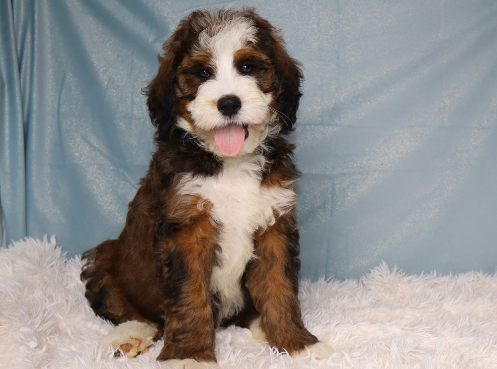 Casey - Blue Diamond Family Pups