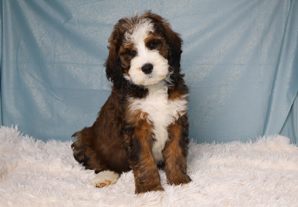 Casey - Blue Diamond Family Pups
