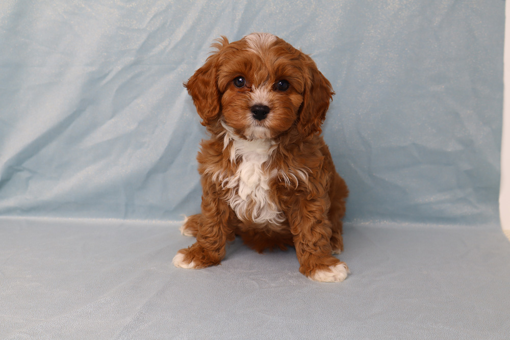 Chester - Blue Diamond Family Pups