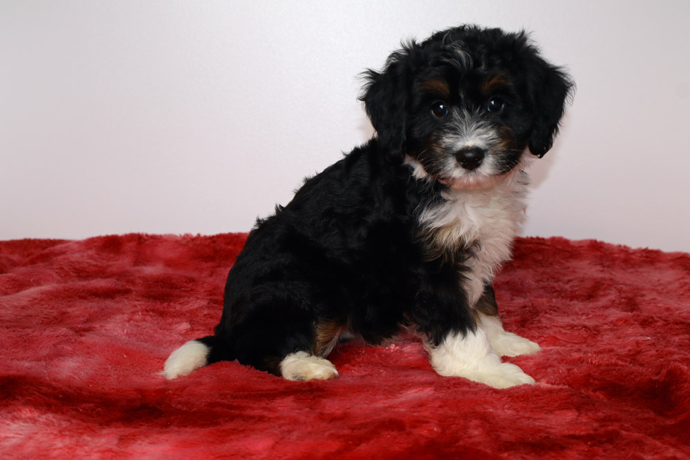 Micro Bernedoodles - Blue Diamond Family Pups