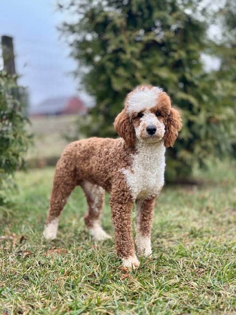 Cade Dad - Blue Diamond Family Pups