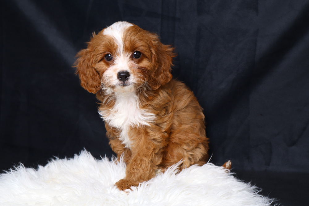 Minnie - Blue Diamond Family Pups