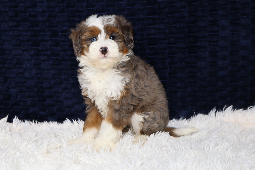 Micro Bernedoodles - Blue Diamond Family Pups