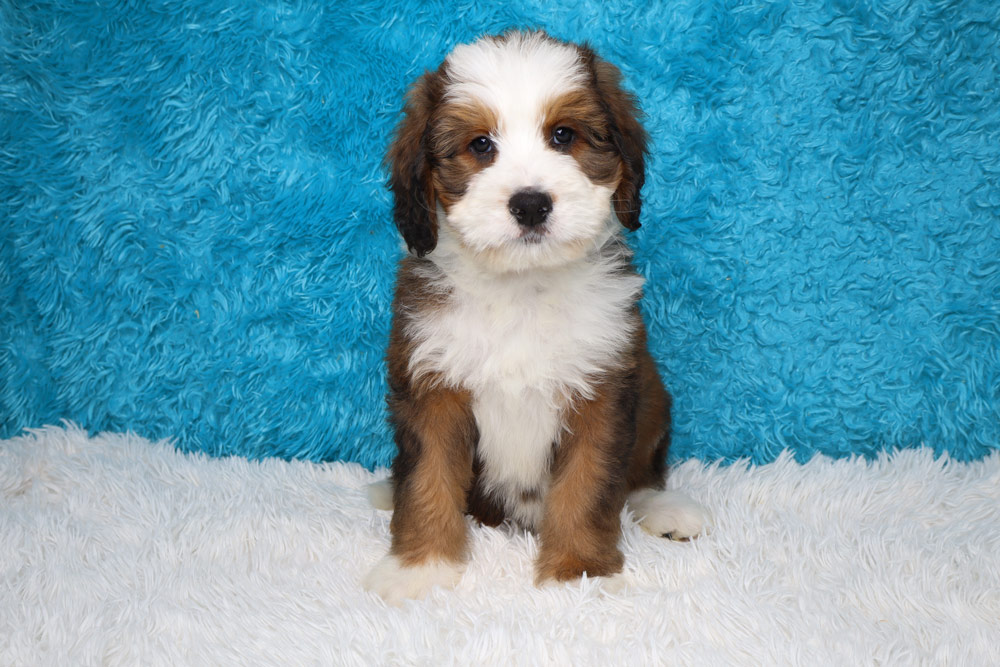 Spunky - Blue Diamond Family Pups