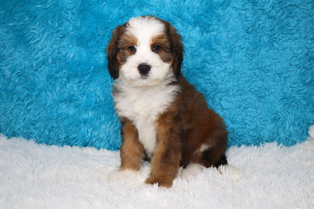 Spunky - Blue Diamond Family Pups