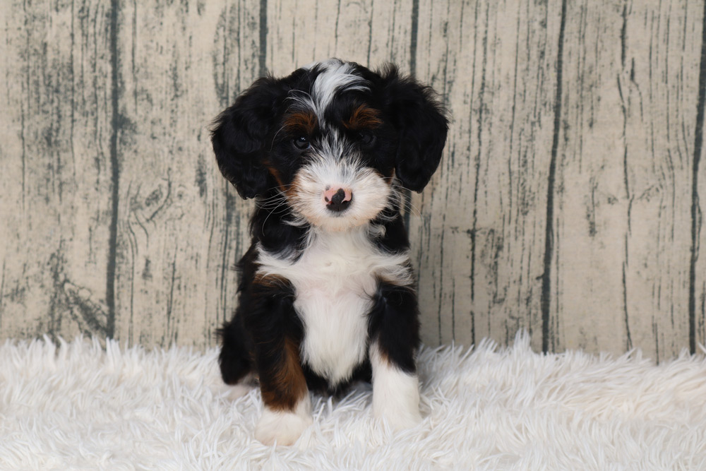 Micro Bernedoodles - Blue Diamond Family Pups