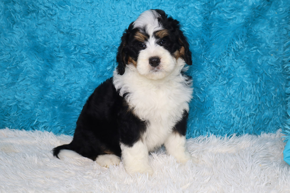 Bax - Blue Diamond Family Pups