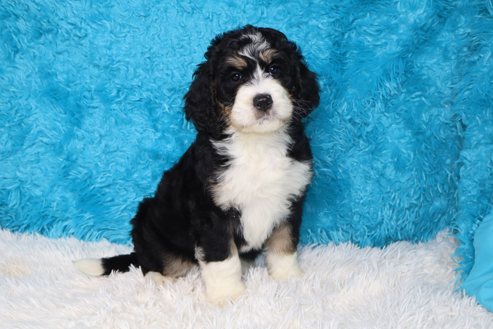 Kiarra - Blue Diamond Family Pups