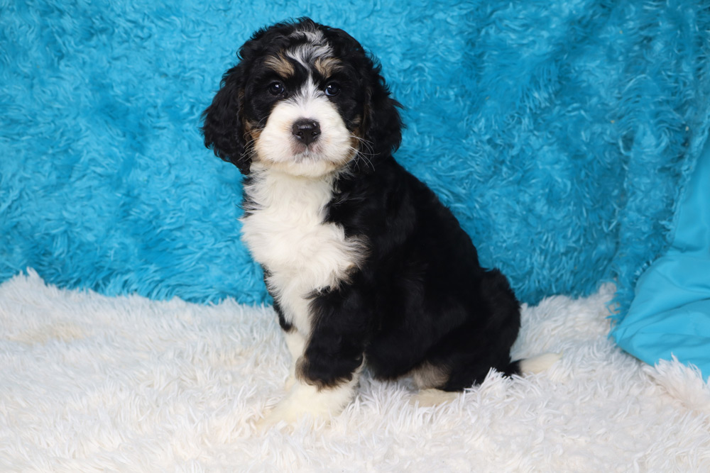 Kiarra - Blue Diamond Family Pups