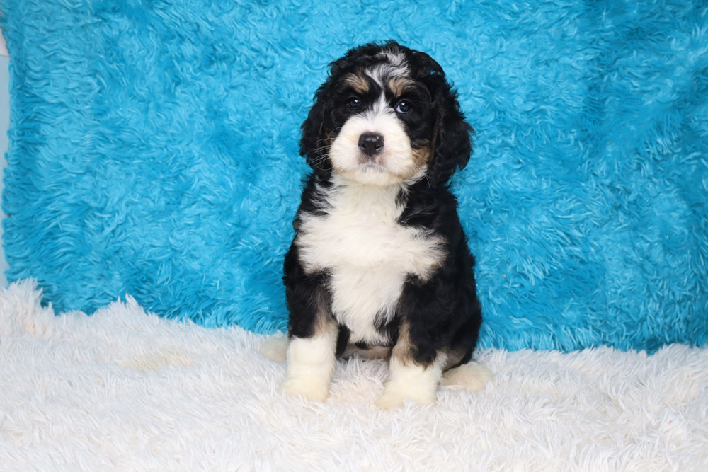 Kiarra - Blue Diamond Family Pups