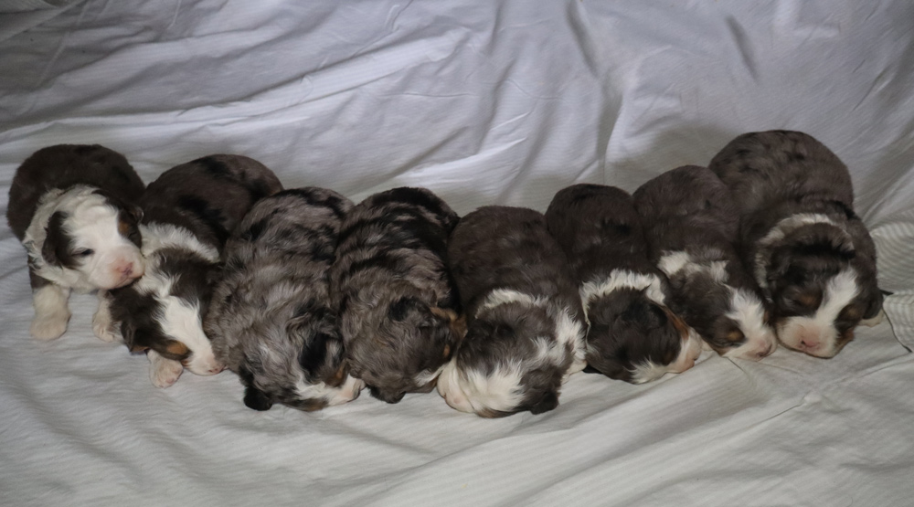 Denali & Layla F1 Mini Bernedoodle Litter - Blue Diamond Family Pups