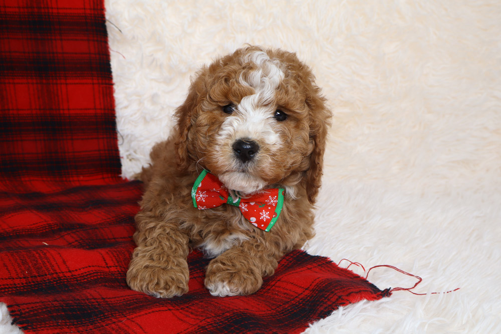 Opal - Blue Diamond Family Pups