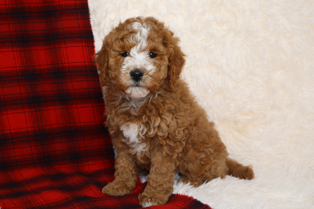 Opal - Blue Diamond Family Pups