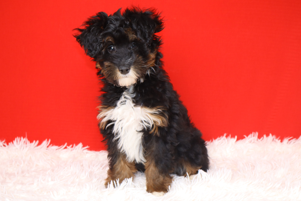 Rolex - Blue Diamond Family Pups