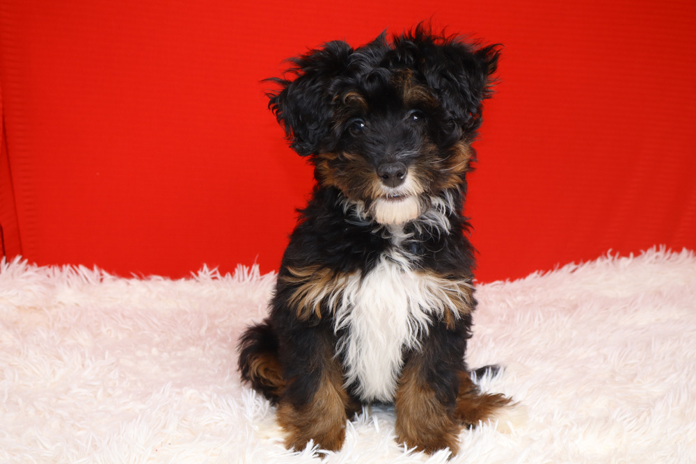 Rolex - Blue Diamond Family Pups