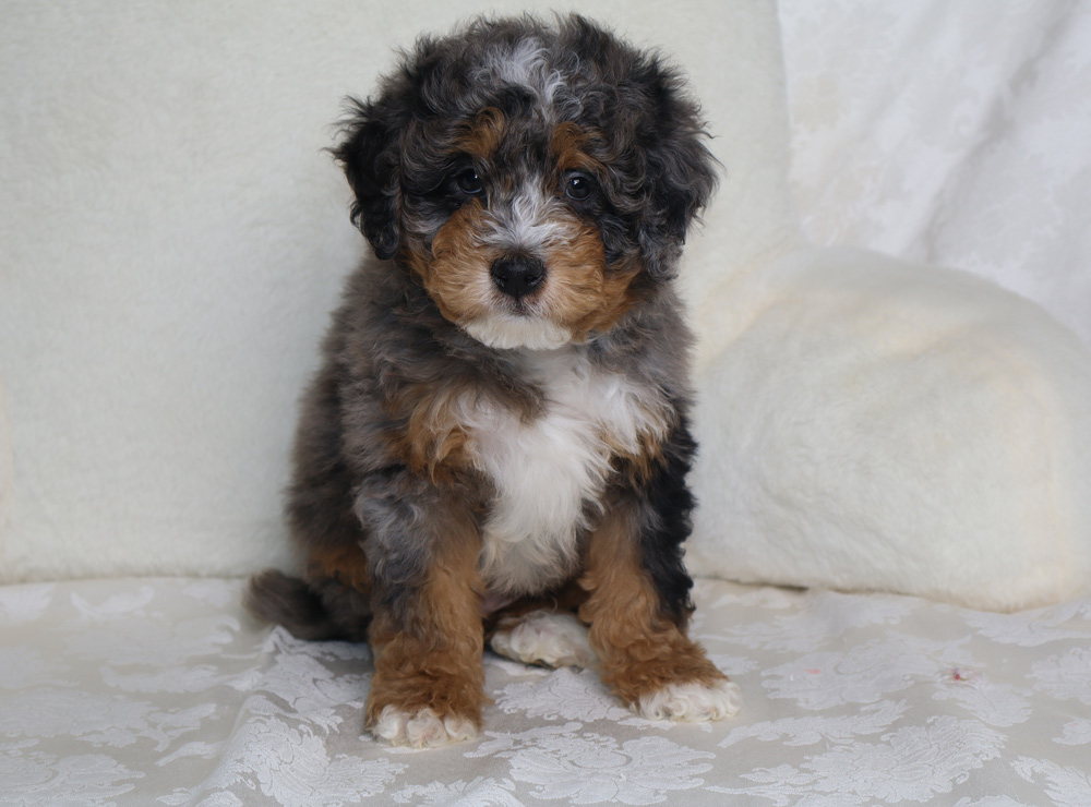 Bolt - Blue Diamond Family Pups