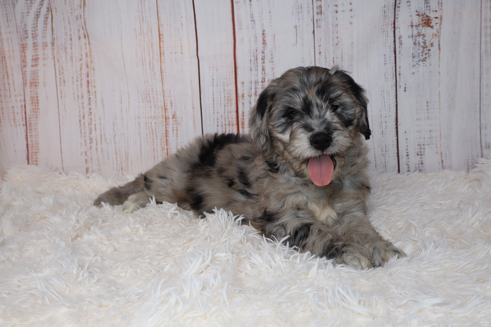 Cadence - Blue Diamond Family Pups