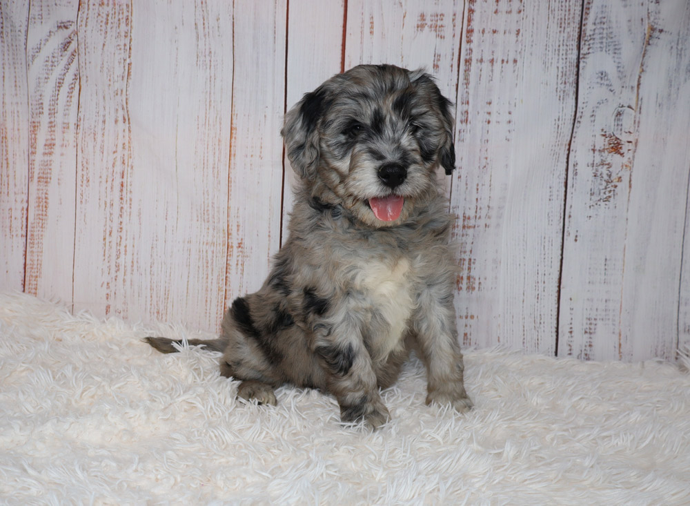 Cadence - Blue Diamond Family Pups