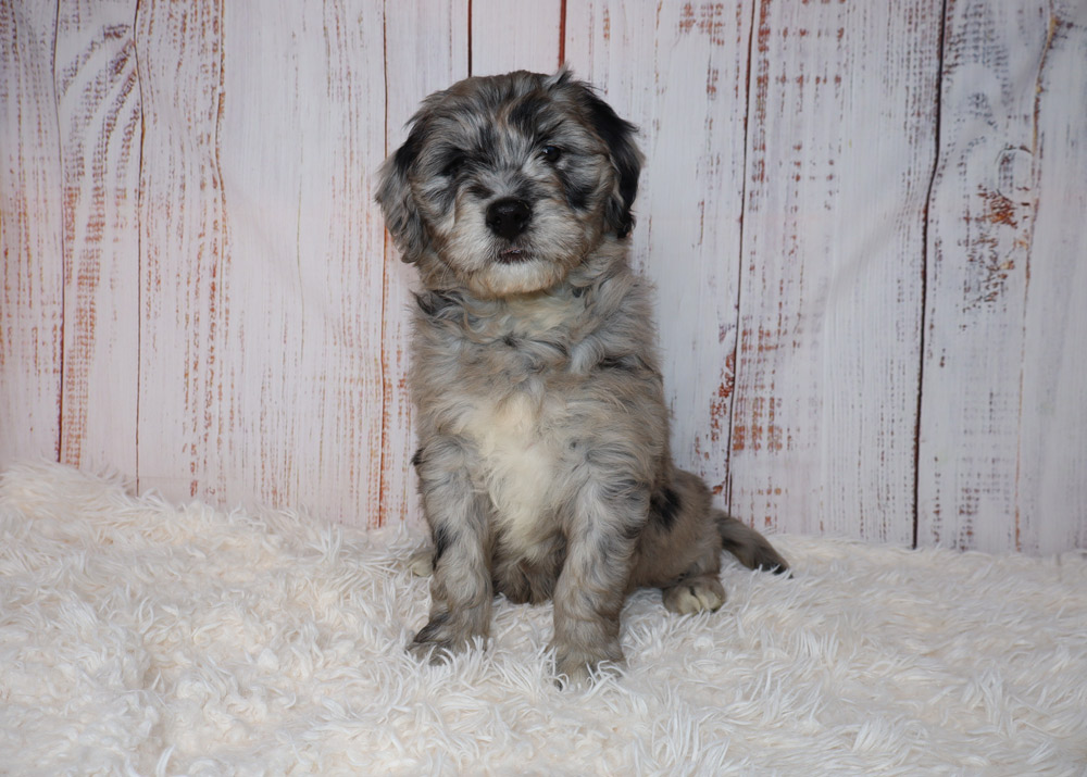 Cadence - Blue Diamond Family Pups