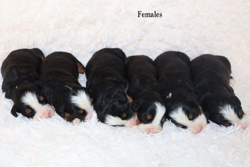 Erin & Flintside’s Bingles Bernese Litter - Blue Diamond Family Pups