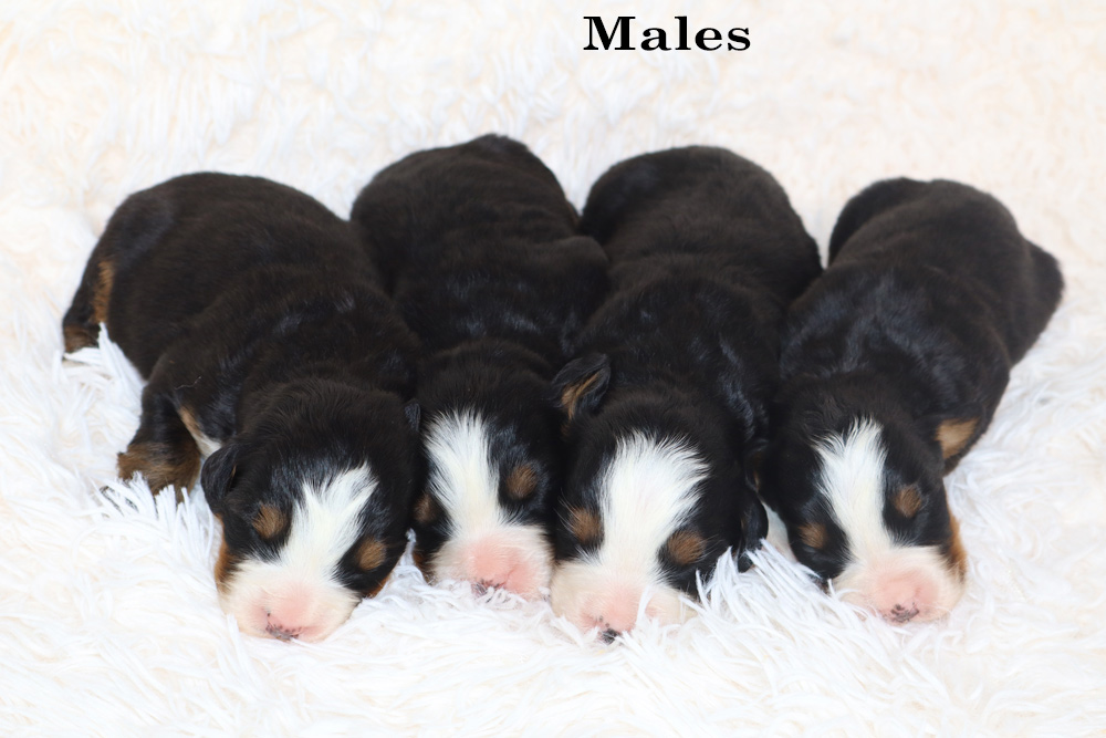 Erin & Flintside’s Bingles Bernese Litter - Blue Diamond Family Pups