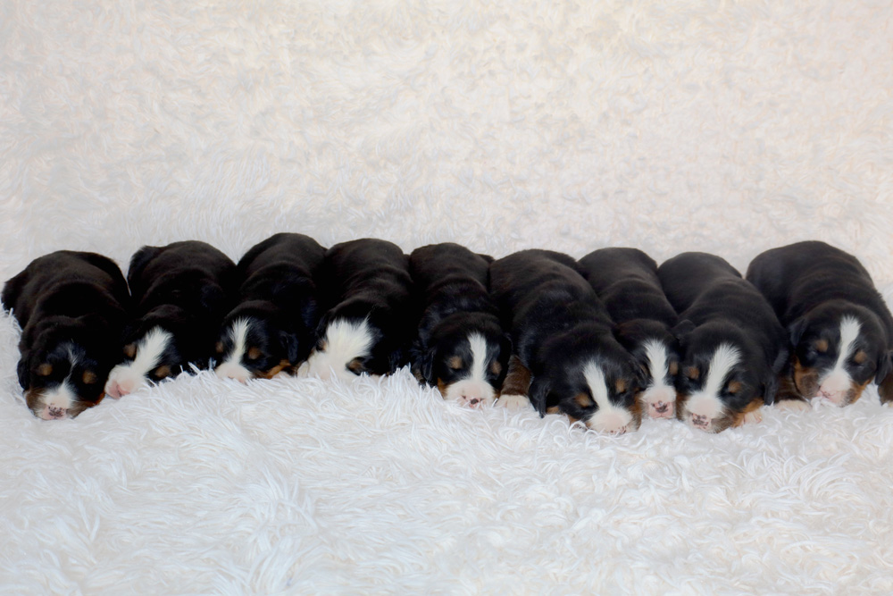 Flintside’s Angie & Theo Bernese Litter - Blue Diamond Family Pups