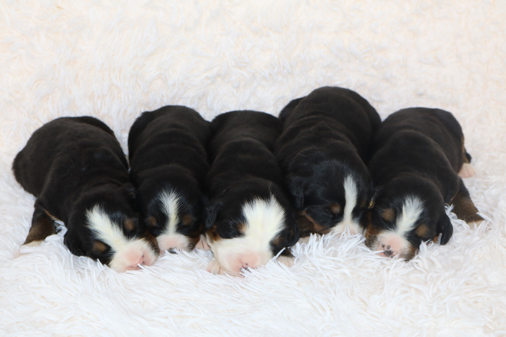 Flintside’s Angie & Theo Bernese Litter - Blue Diamond Family Pups