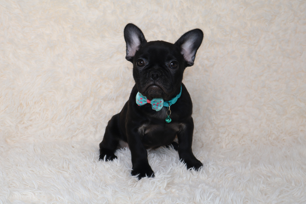 Oakley - Blue Diamond Family Pups