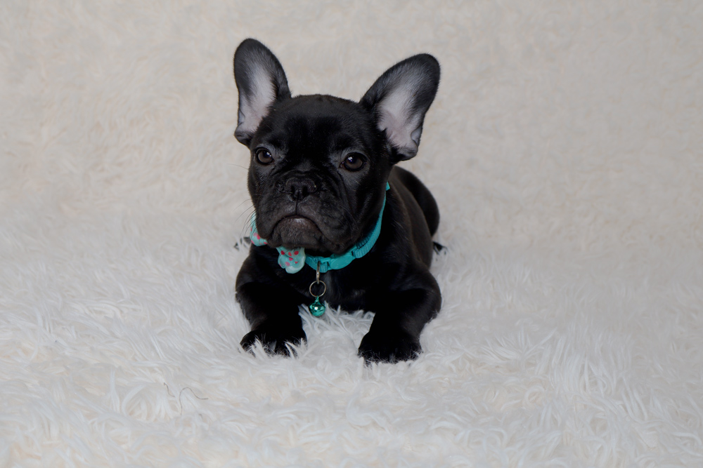 Oakley - Blue Diamond Family Pups