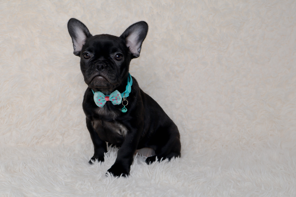 Oakley - Blue Diamond Family Pups