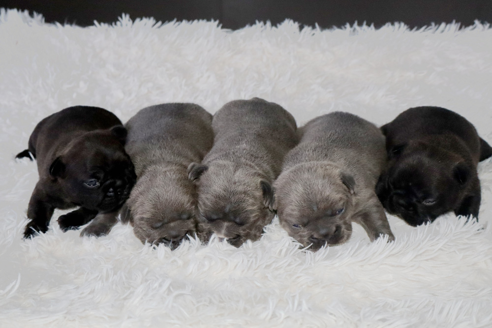 Owl Creek Dahlia & Owl Creek Bingo French Bulldog Litter - Blue Diamond ...