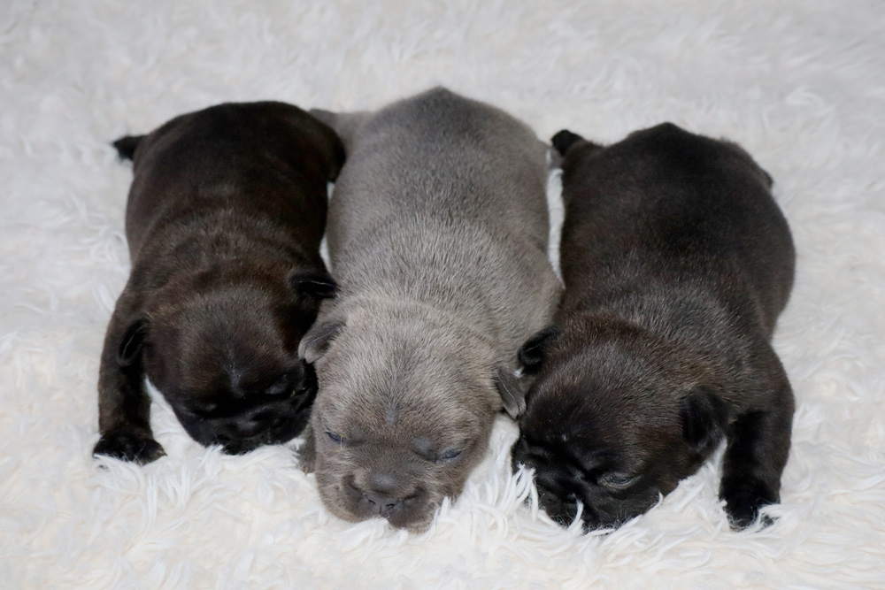 Owl Creek Dahlia & Owl Creek Bingo French Bulldog Litter - Blue Diamond ...