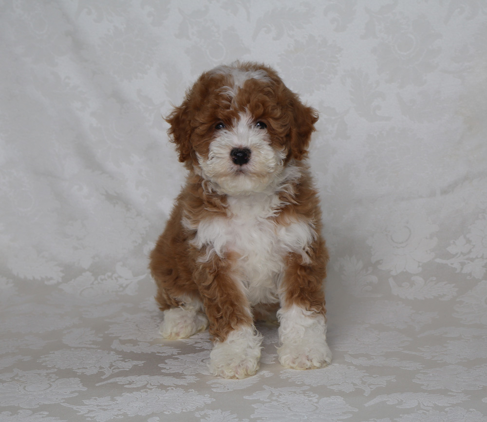 Pixie - Blue Diamond Family Pups