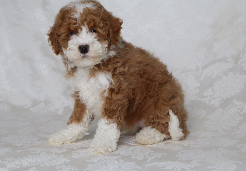 Pixie - Blue Diamond Family Pups