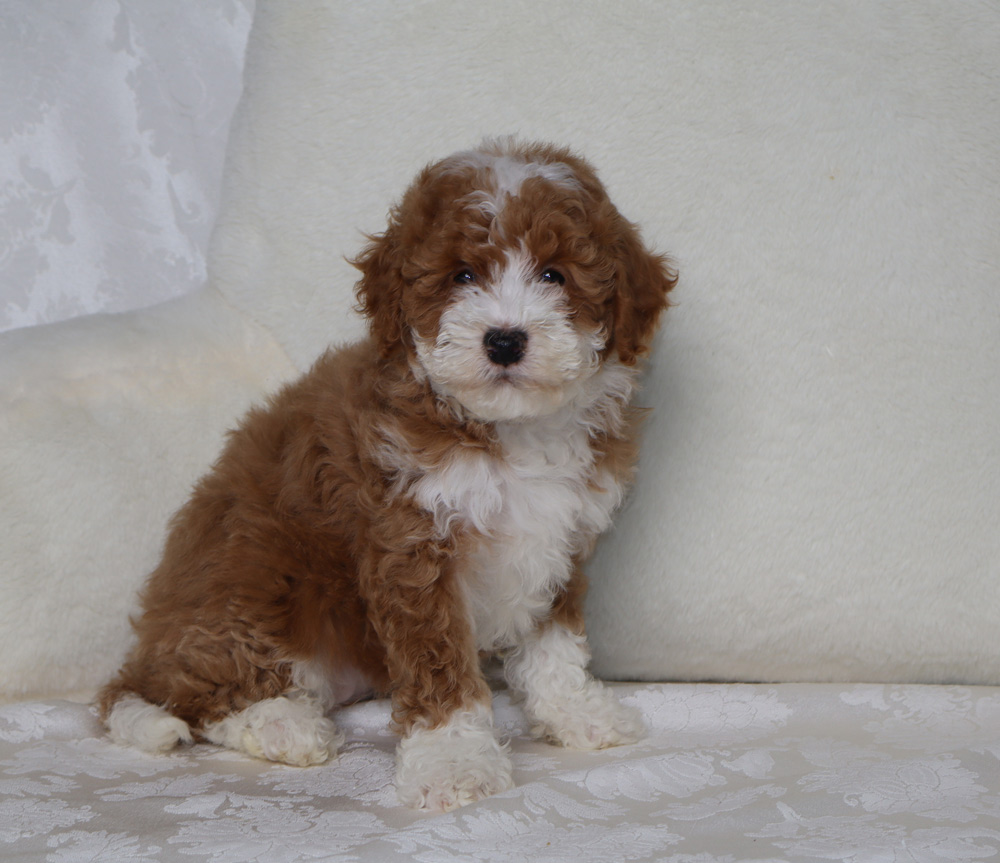 Pixie - Blue Diamond Family Pups