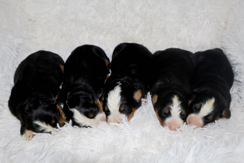 Sadie & Country View King Bernese Litter - Blue Diamond Family Pups
