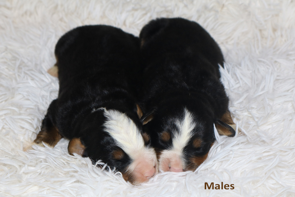 Sadie & Country View King Bernese Litter - Blue Diamond Family Pups