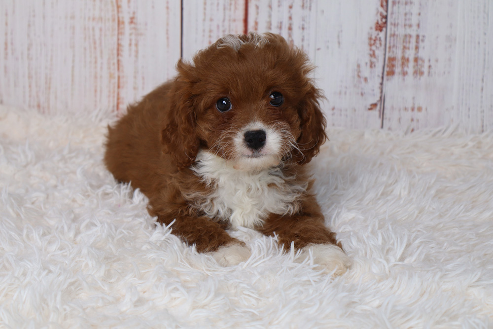 Trey - Blue Diamond Family Pups