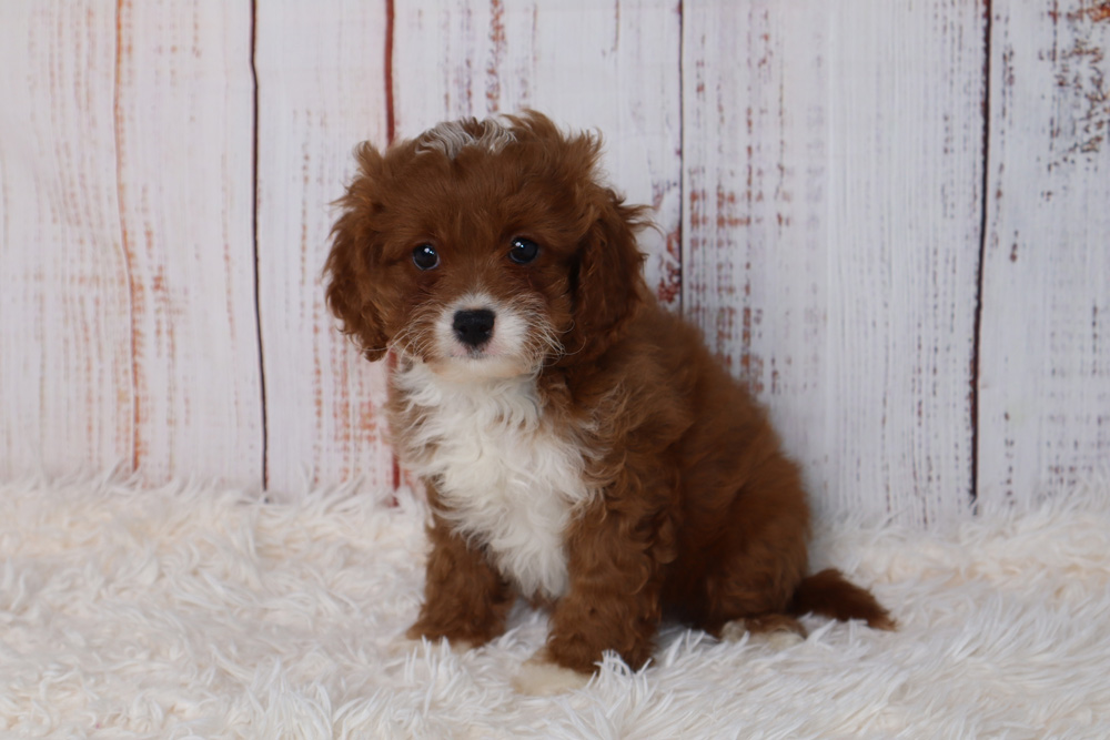 Trey - Blue Diamond Family Pups