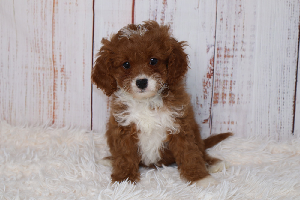 Trey - Blue Diamond Family Pups