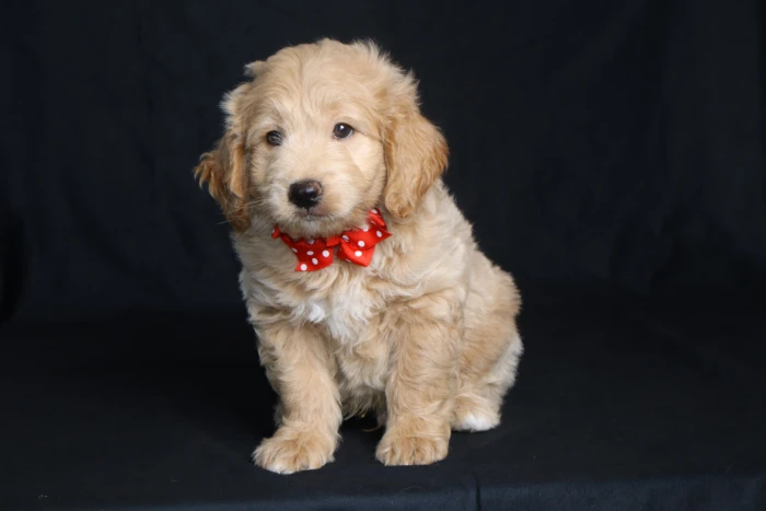 Best Standard Goldendoodle Puppies for sale in Fort Worth, TX