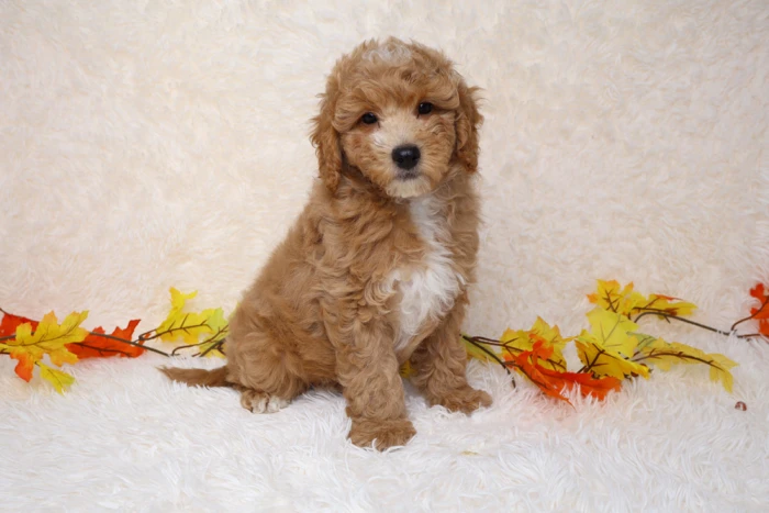 Best Standard Goldendoodle Puppies for sale in New York City, NY