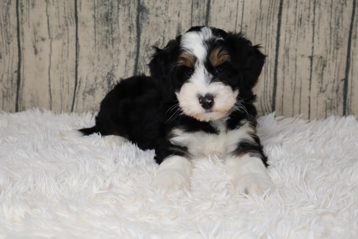 Best Micro Bernedoodle Puppies for sale in Brooklyn, NY