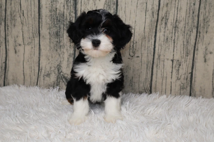 Best Micro Bernedoodle Puppies for sale in Brooklyn, NY