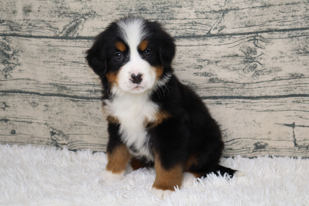 Addie - Blue Diamond Family Pups