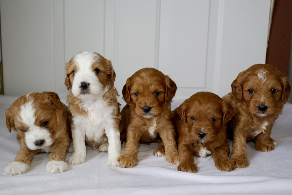 Tina & Royal F1 Cavapoo Litter - Blue Diamond Family Pups