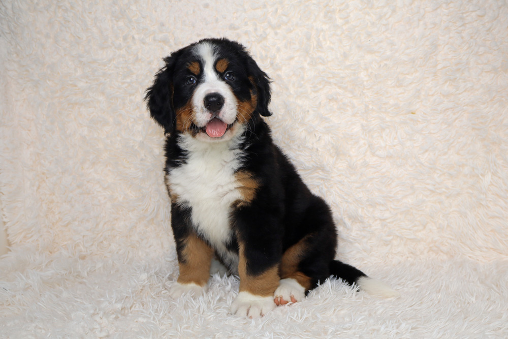 Indy - Blue Diamond Family Pups