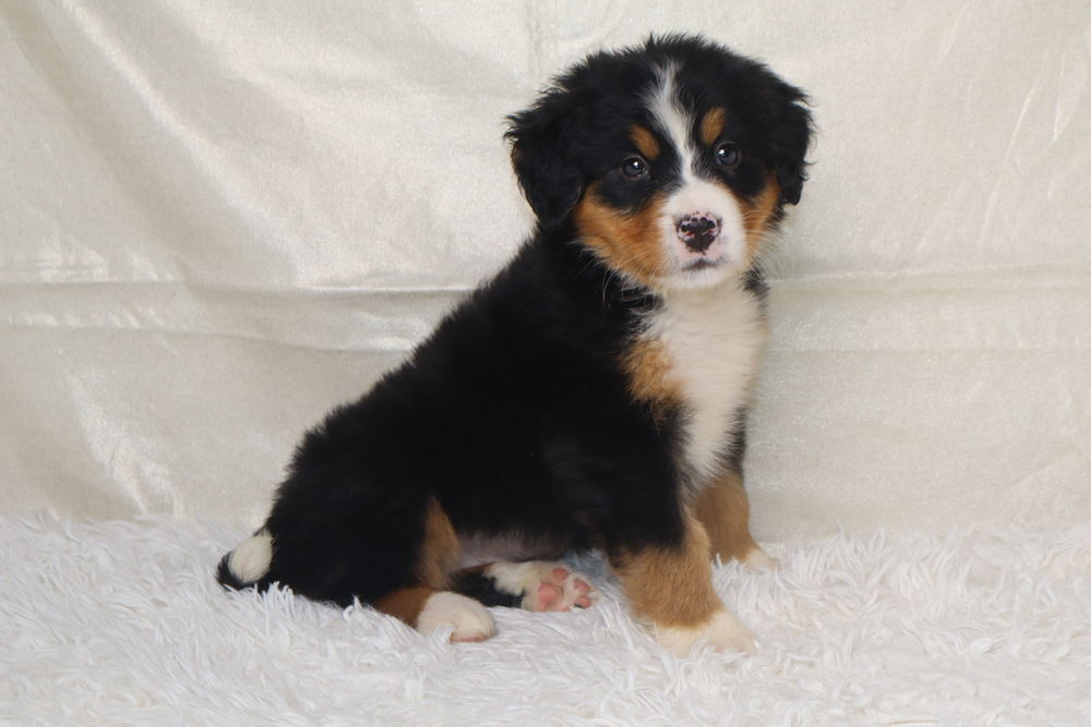 Evelyn - Blue Diamond Family Pups